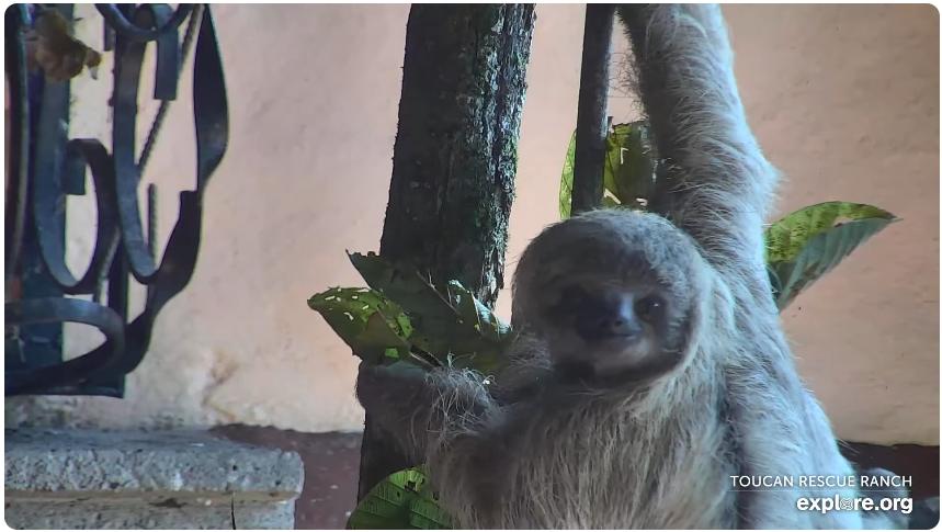 Explore.org has a new sloth cam called Sloth TV